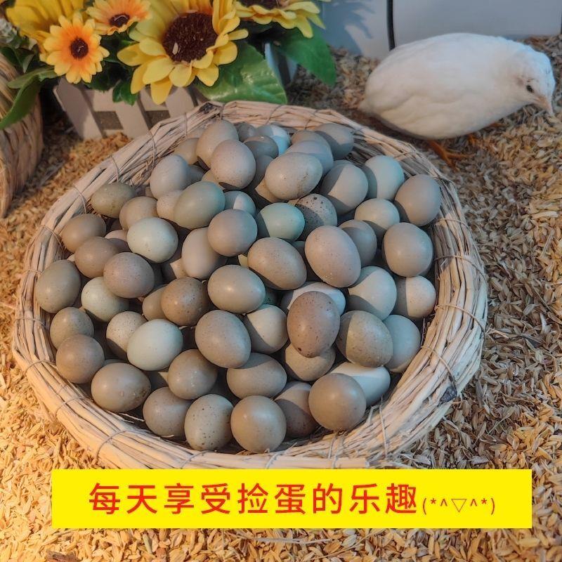 可孵化网红芦丁鸡受精种蛋新鲜宠物鸡迷你鸡蛋德系纯白礼服受精卵