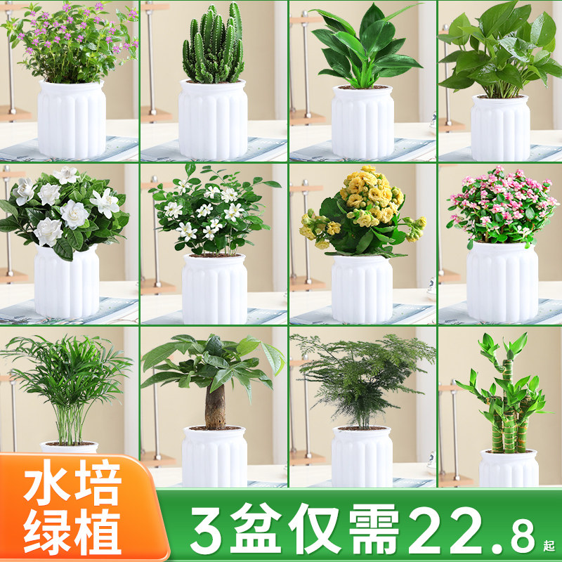 发财树盆栽绿萝箩桌面植物栀子花绿植花卉办公室内多肉水培好养活