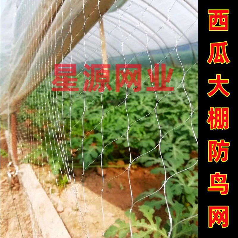 农用西瓜棚专用防鸟网5公分网孔