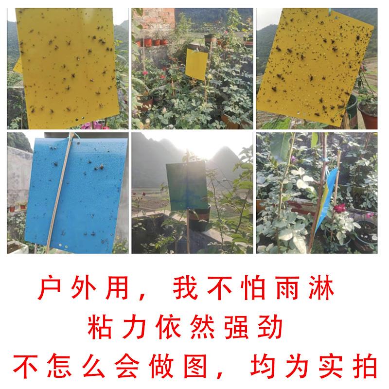 粘虫板黄色双面粘胶农用诱虫板强力蓝板果园大棚茶菜园防水灭虫板