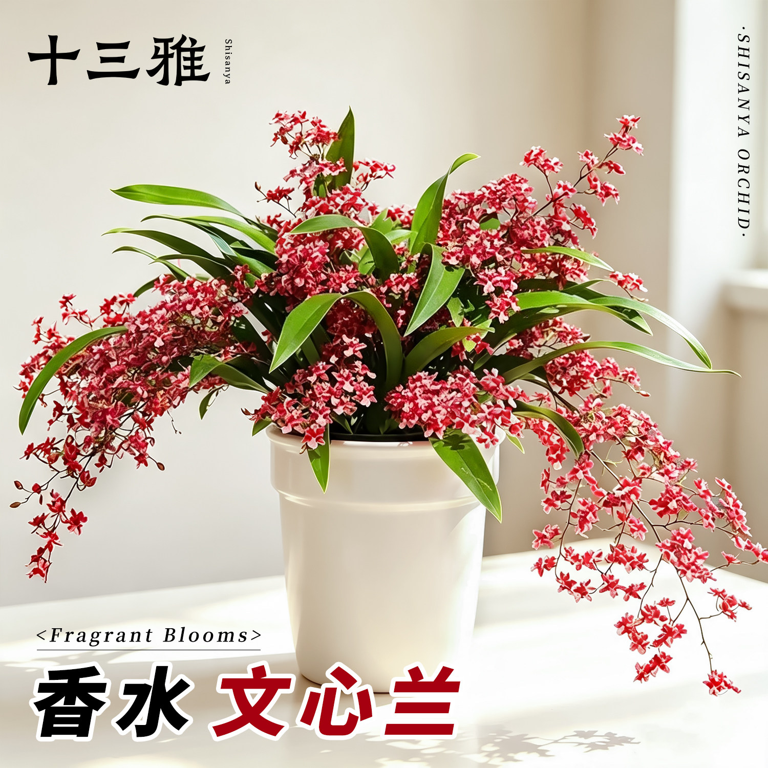 梦香兰花苗香水文心兰当年开花现带花苞浓香花卉盆栽水培植物