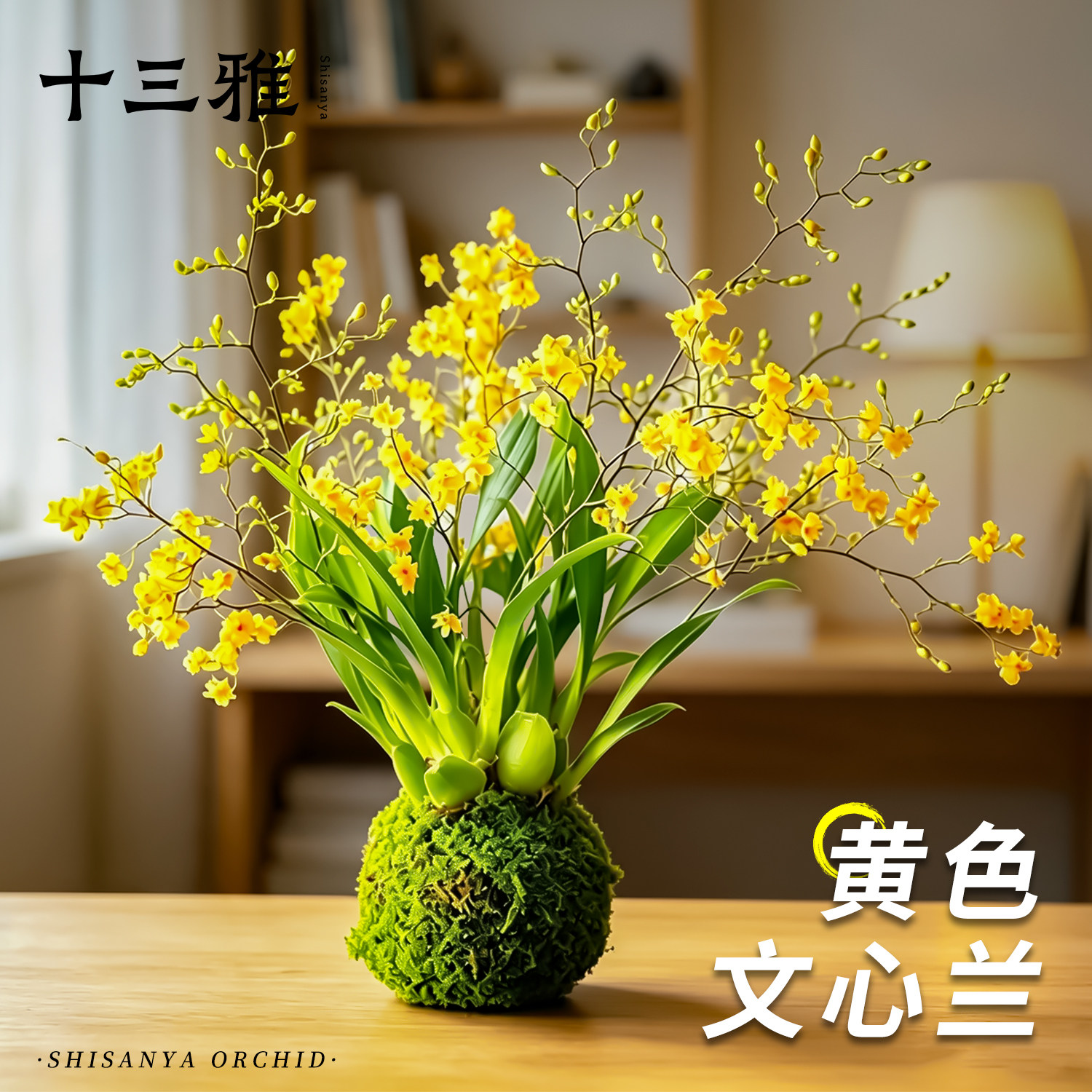 梦香兰花苗香水文心兰当年开花现带花苞浓香花卉盆栽水培植物