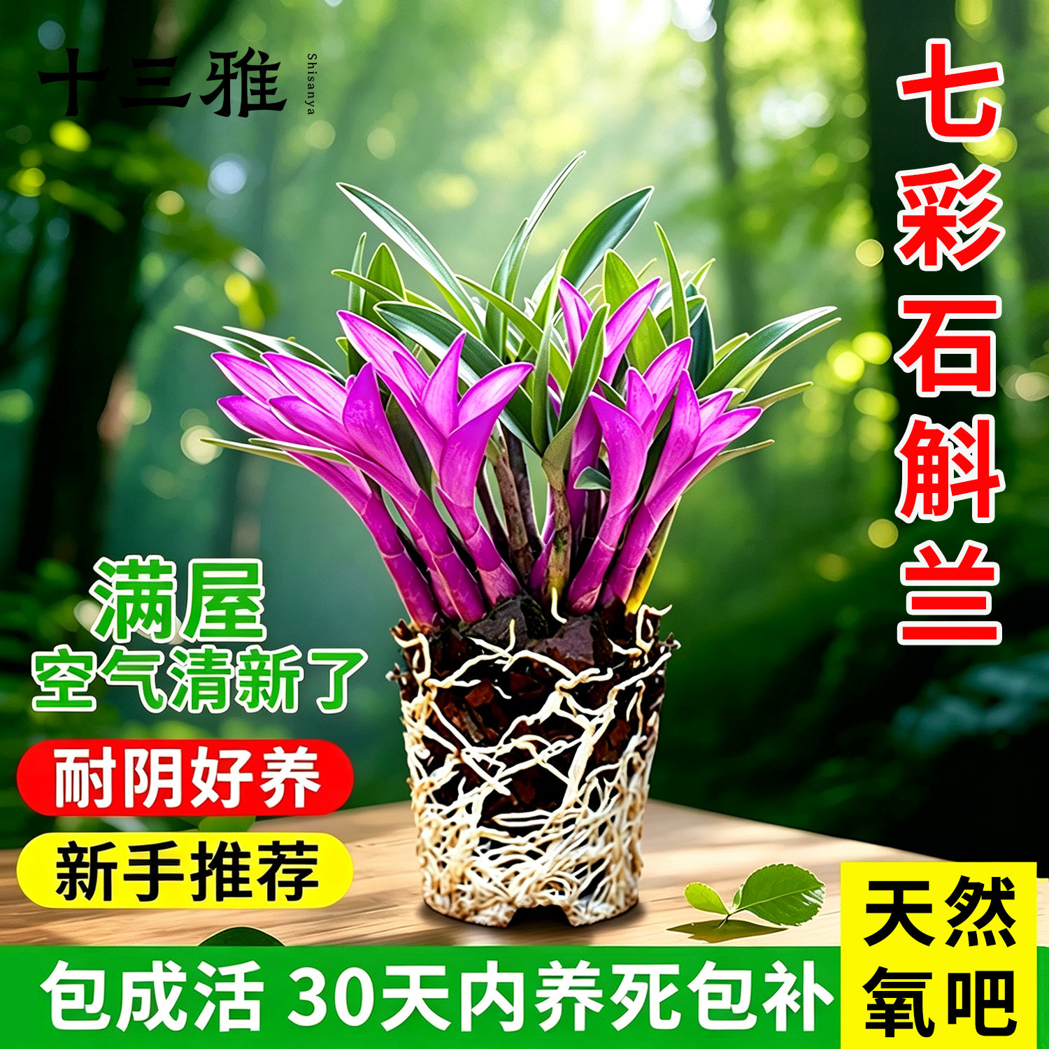 七彩香水石斛兰花四季好养绿植浓香型石斛冬带花净化空气