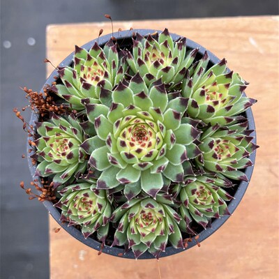 威廉长生草 带盆包邮 不易徒长好度夏多头好养高颜值多肉植物群生