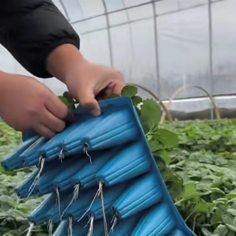 草莓专用24孔高脚新塑料料加厚耐用大号滴管槽育苗盘营养钵托盘