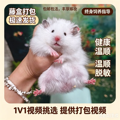 家养波利金丝熊长毛卷毛波利仓鼠藤盒打包幼崽黑波火波黄波蜜波