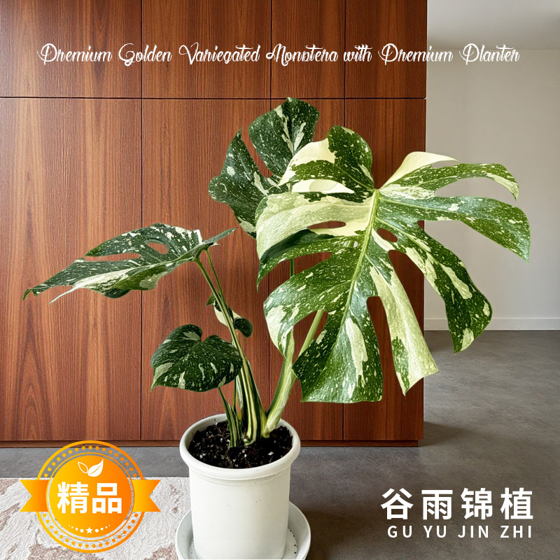 四季盆精品洒金龟背竹盆栽室内大叶植物锦化龟背竹懒人好养小盆景