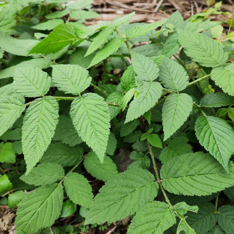 野草莓蓬蘽覆盆子苗灯笼泡农村覆盆树莓带盆栽水果泡易种野外生长