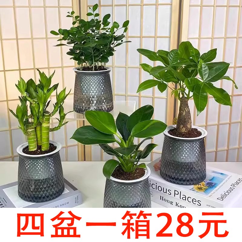 【水培绿植四盆装】发财树栀子花九里香吊兰铁海棠桌面植物懒人盆