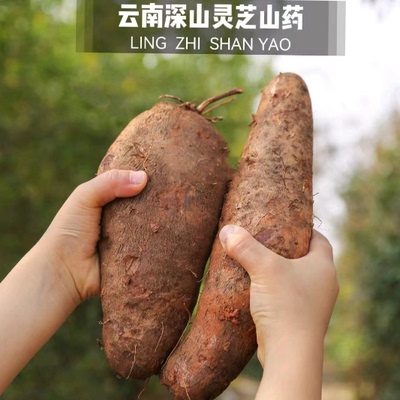 云南深山灵芝山药粉糯香甜营养丰富