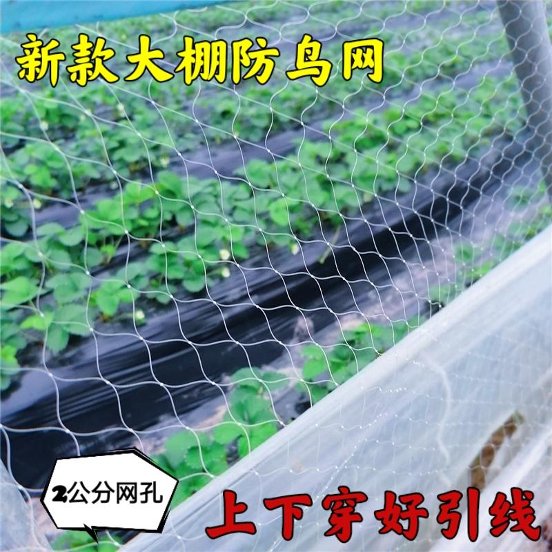 农用草莓大棚防鸟网葡萄天沟网西瓜棚口防鸟樱桃棚农用果园防护网