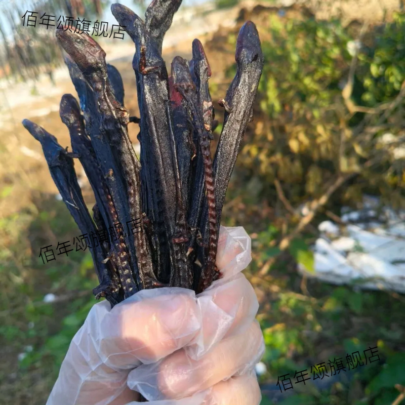 特许养殖大鲵娃娃鱼干货新疆接骨丹