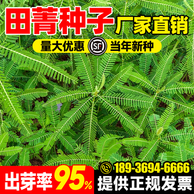 田箐种子碱菁涝豆耐涝田青盐碱土壤改良牧草草籽果园固氮绿肥种籽