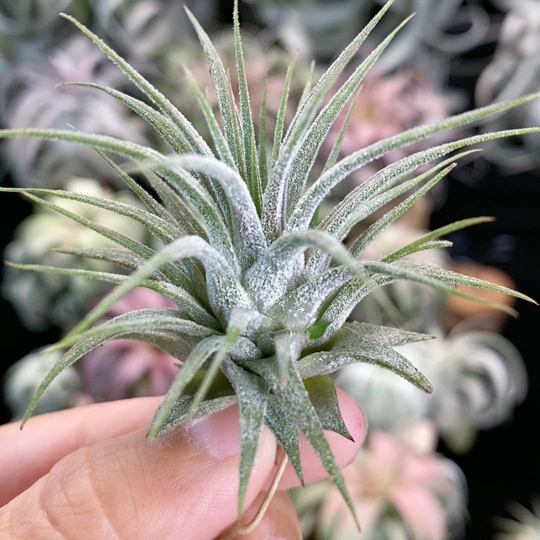 白毛国际玫瑰精灵侧芽331