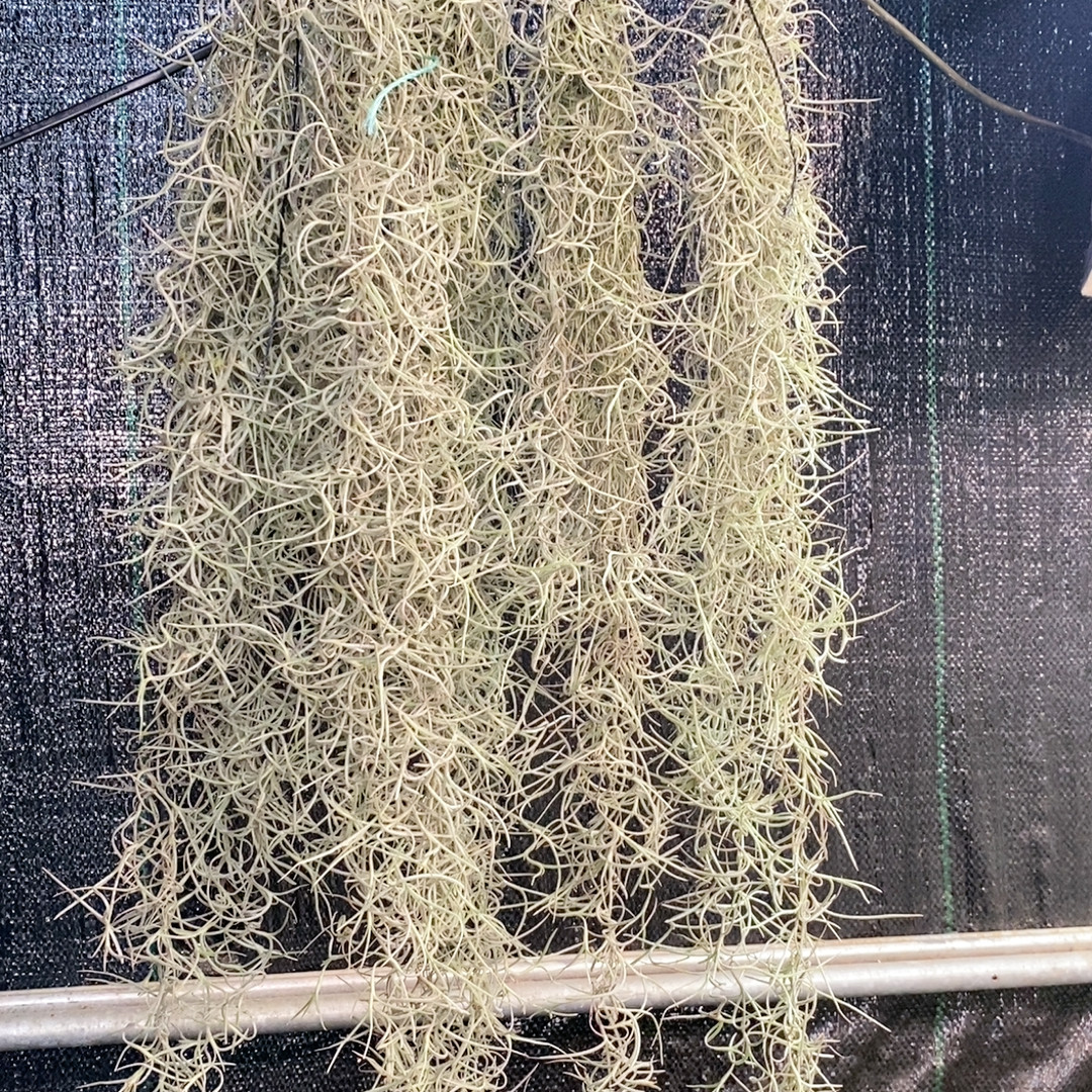 老人须一串约20g