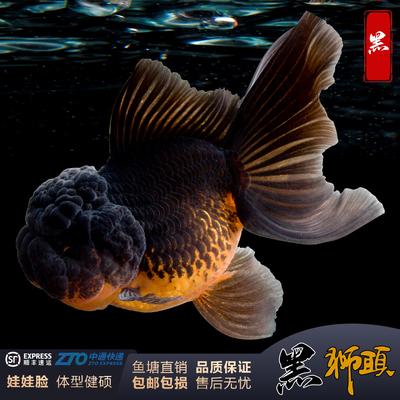 精品黑泰狮金鱼冷水淡水鱼