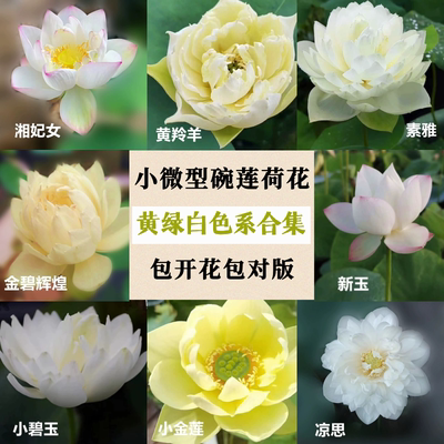 赏荷园荷花水生夏秋基地盆栽自产