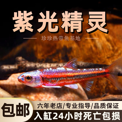 紫光精灵霓虹小型鱼原生鱼