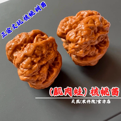 大粗筋肌肉蛙文玩核桃苗盆栽金蟾延庆蛤蟆头麻核桃树苗南北方种植