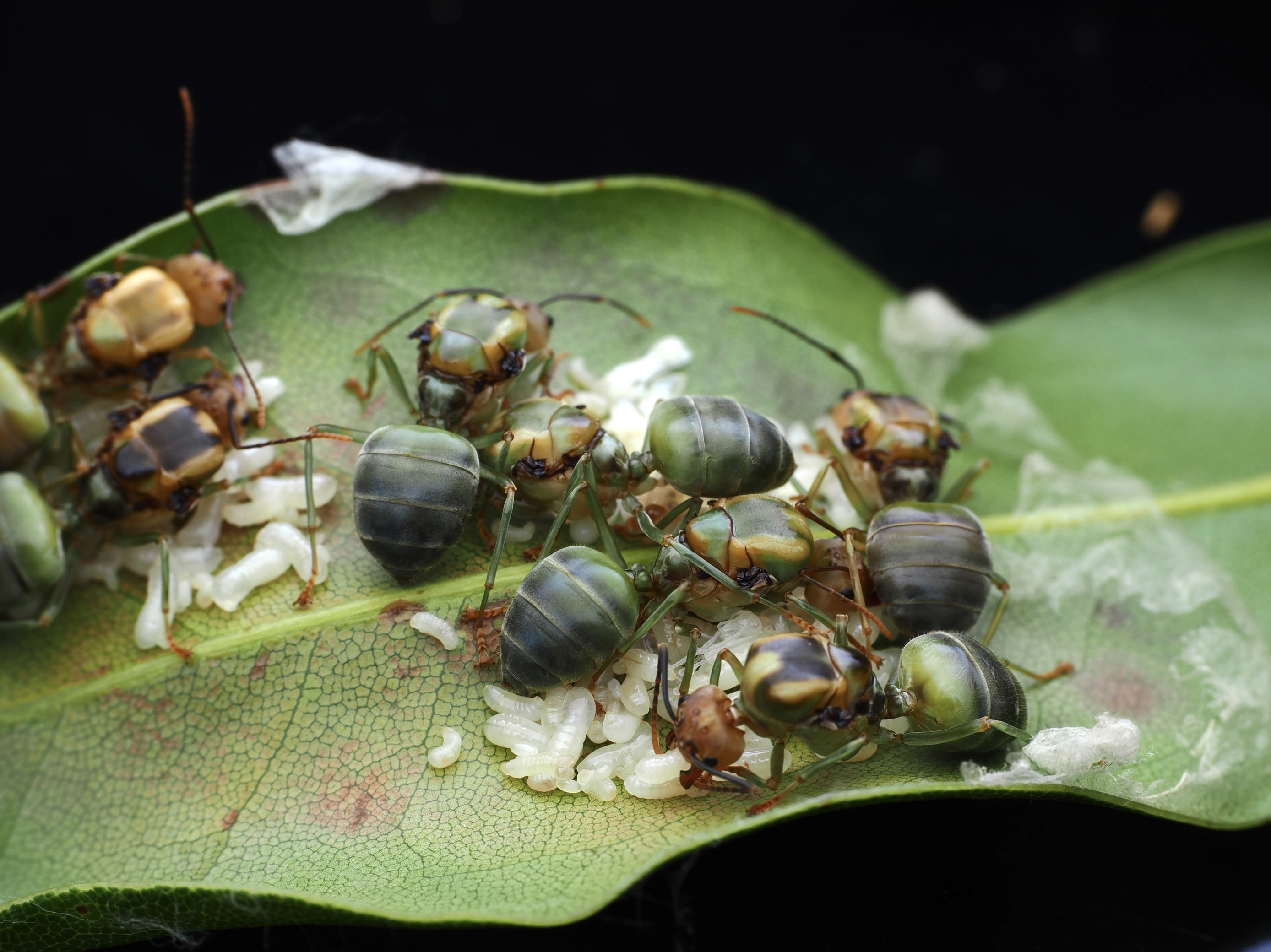 黄猄蚁 织叶蚁黄猄蚁Oecophylla smaragdina活体宠物蚂蚁科普教学