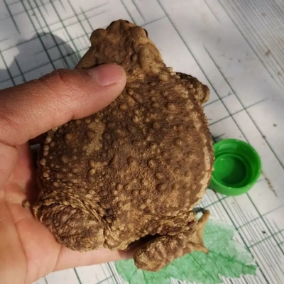 【宠物款】宠物 招财大型号蟾蜍