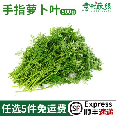 新鲜手指萝卜叶子500g摆盘装饰点缀花草叶子手指胡萝卜纯叶子