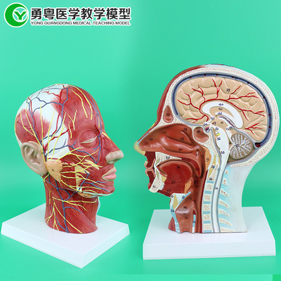 人体头部解剖颜面浅层肌肉大脑鼻腔血管神经主动静脉构造科普教学
