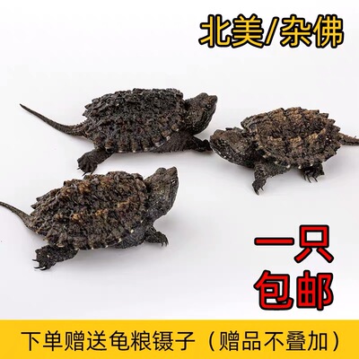 乌龟活体北美小鳄龟活体鳄鱼龟杂佛鳄龟大龟苗宠物龟观赏龟水龟