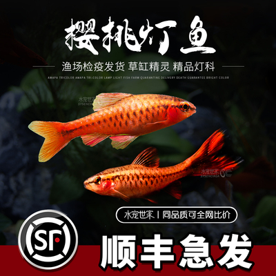 樱桃灯群游观赏鱼热带斑马灯科鱼