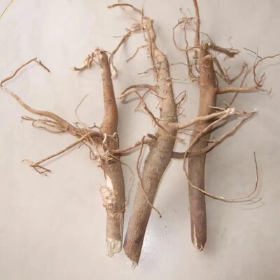 天然棉花根 草棉根 陆地棉根 纯根干货500g包邮