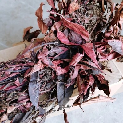 天然蛇根草 岩泽兰 天青地红 雪里梅 散血草钻地风死后红干货250g