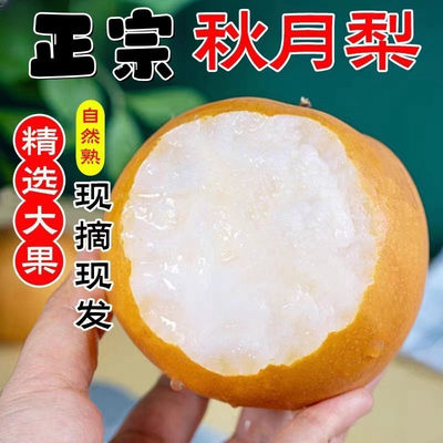 【京东中通可选】山东莱阳 莱西秋月梨大果正宗秋月梨开卖脆甜