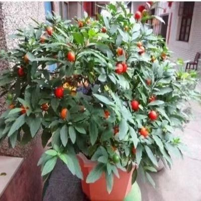 看豆种子冬叶珊瑚豆 多年生四季观果植物庭院阳台盆景红色