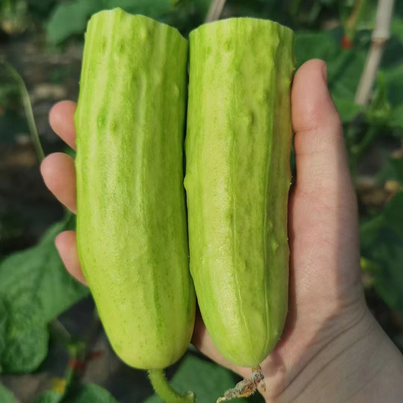 湖南白皮黄瓜鲜嫩多汁 生吃煎均可农家肥种植1000g