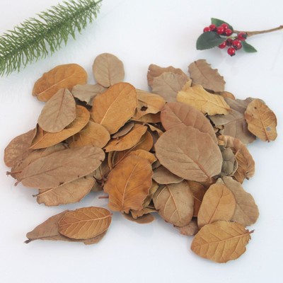 干树叶标本天然叶子贴画