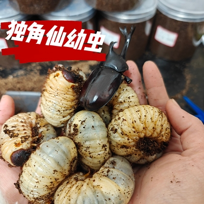 独角仙长戟南洋毛象甲虫彩虹印尼金锹甲幼虫