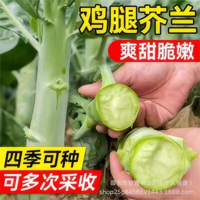 大笋鸡腿甜芥兰种子芥蓝芥兰原装
