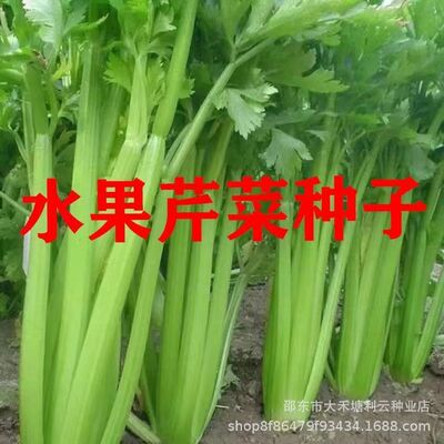 Sweet and Crispy Fruit, Thick Meat, Celery, Balcony, Fresh