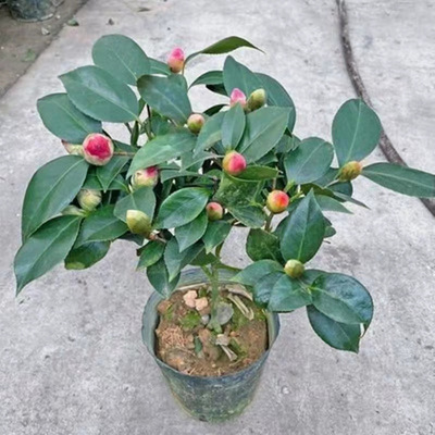 妃山茶花盆带花苞五色赤丹植物室