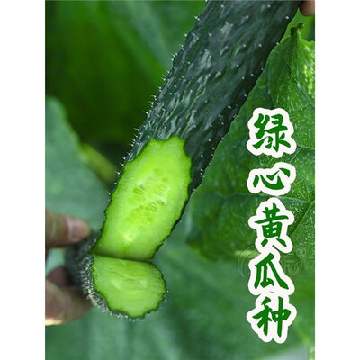Old green heart cucumber seedlings, fruits, autumn vegetabl