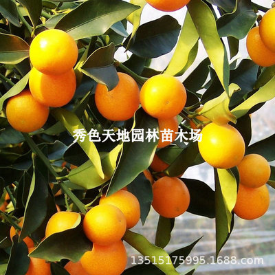 NewGuangxiCrispyHoneySeed
