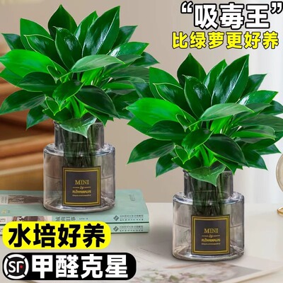 PotOfficePlantsPlatinumDi