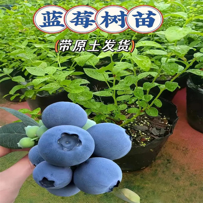 SouthernPlantingNorthernCo
