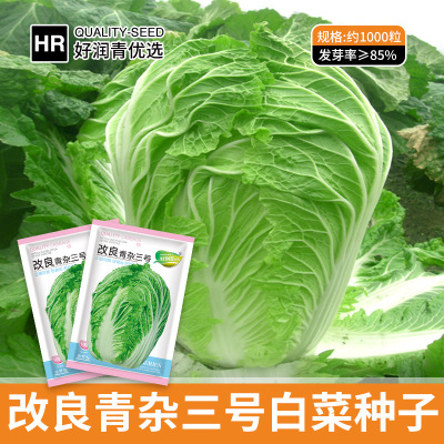 New Improved Qingza No.3 Winter Storage Hot Pot Dish, Chine
