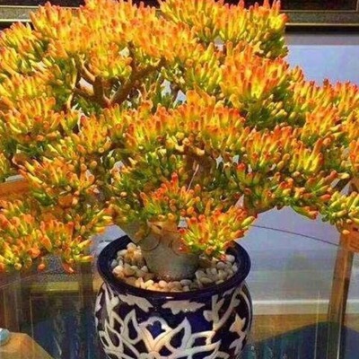 5yearsoldsucculentplantb