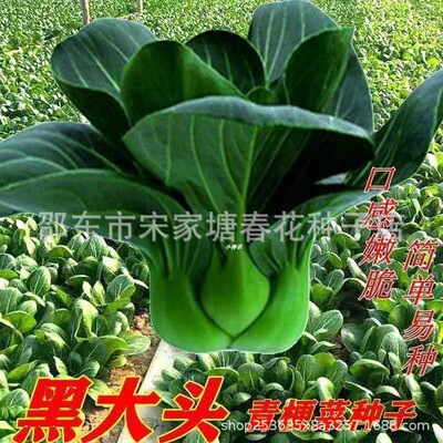 New Black Head Suzhou Green Dwarf Feet Green Stem Vegetable