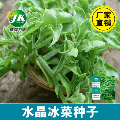 水晶冰菜种子室内盆特色蔬菜非洲