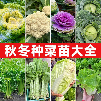蔬菜种子南北方农家盆种菜菜生菜