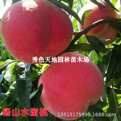 YulusaplingsuperlargeDang