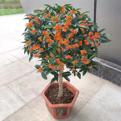 NewOsmanthusTreeSeedlings
